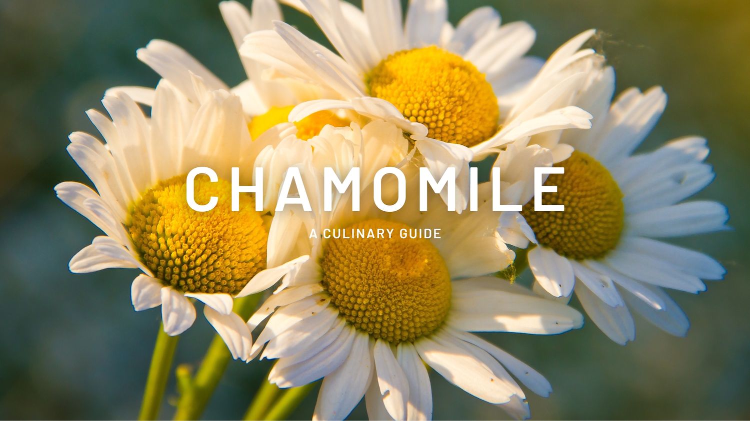 How to Use Chamomile - Juice of Seven Lemons