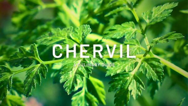 How to Use Chervil - Juice of Seven Lemons